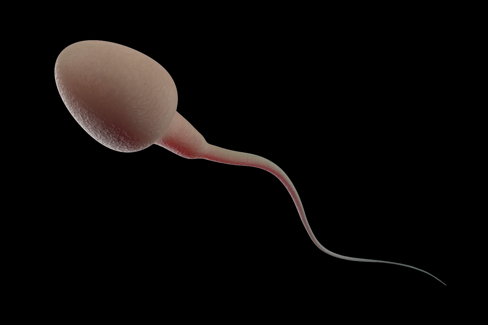 Sperm Dna Fragmentation Test Decoding The Blueprint Of Male Fertility